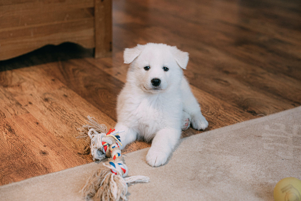 Guide To Bringing Your Puppy Home – Cobbydog