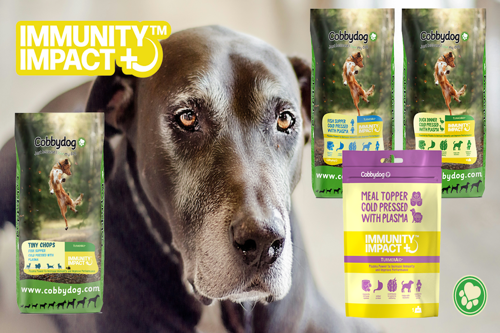 Immunity Impact™ and Older Dogs – Cobbydog