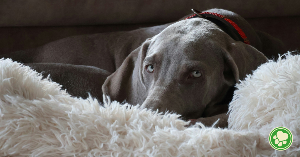 Understanding Bloat in Dogs – Cobbydog