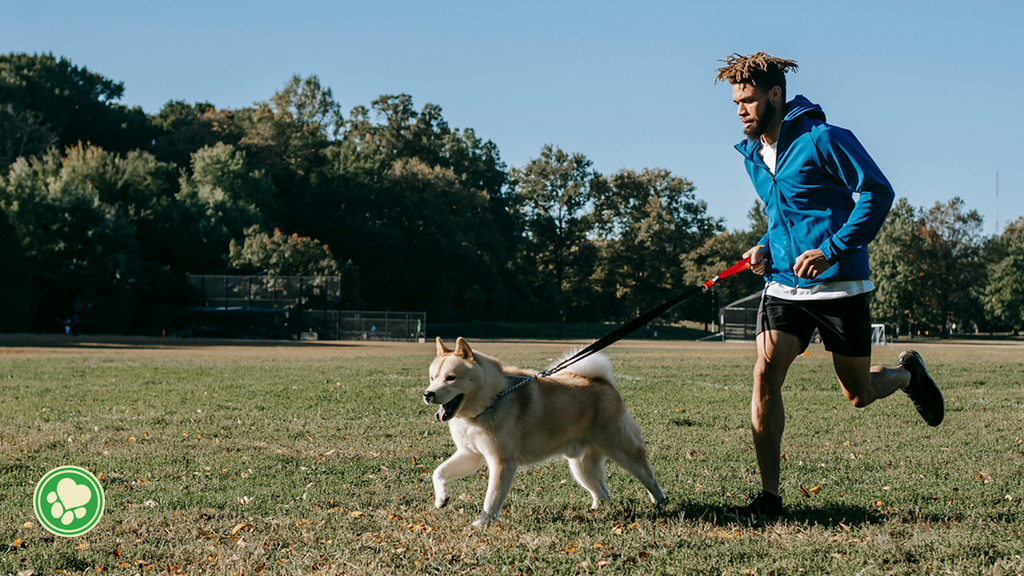 The Power of Pups for Mental Wellbeing – Cobbydog