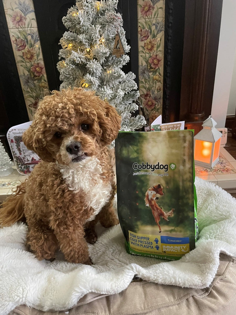 Johnny – Cobbydog