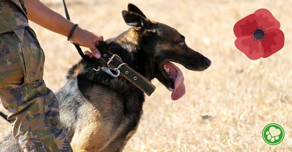 Our Four-Legged Heroes – Cobbydog