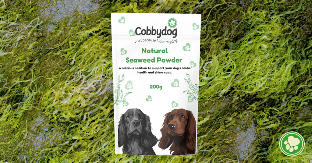 Why Seaweed is a Superfood for Dogs – Cobbydog