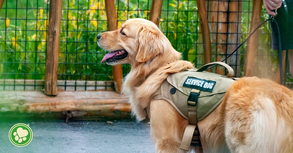 Cold-pressed Dog Food for Working Dogs – Cobbydog
