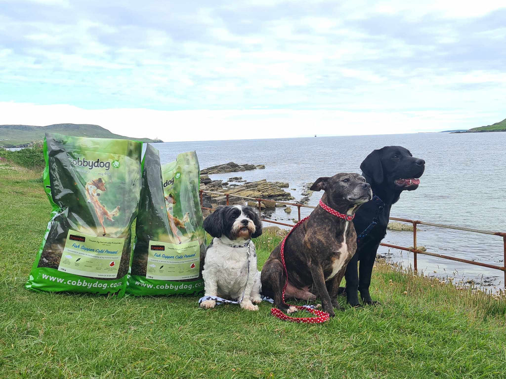 Levi, Boe and Cal – Cobbydog