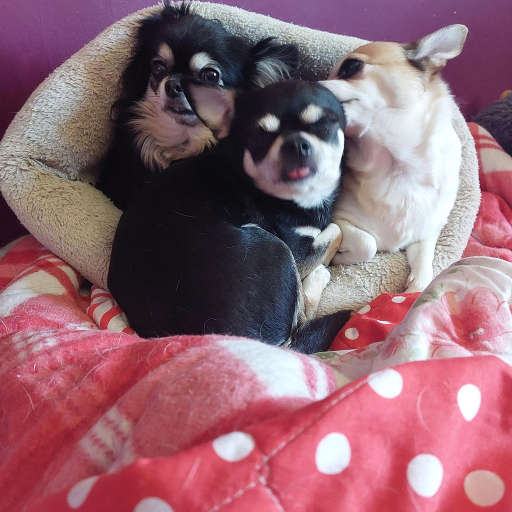 Linda's dogs – Cobbydog