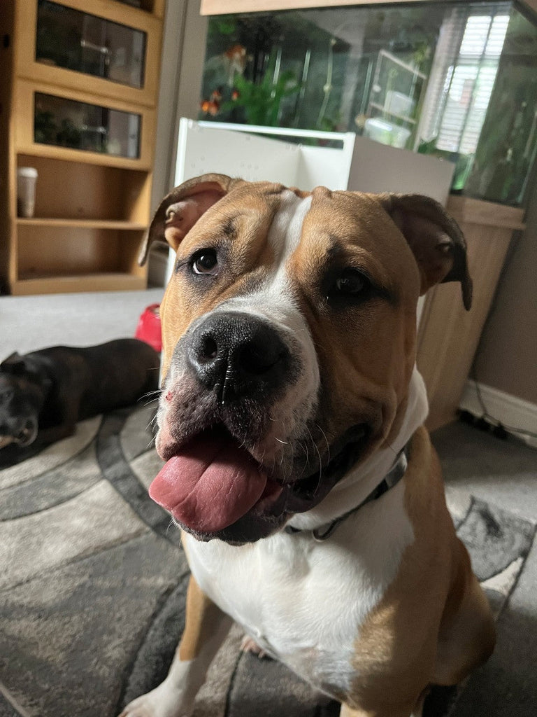 Max – Cobbydog