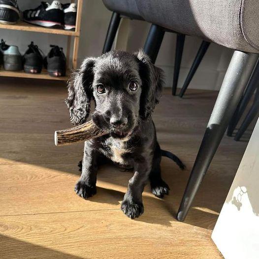 Natural Dog Treats – Cobbydog