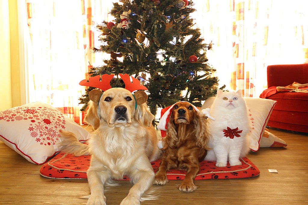Top Tips For Dog-Proofing Your Home This Christmas – Cobbydog