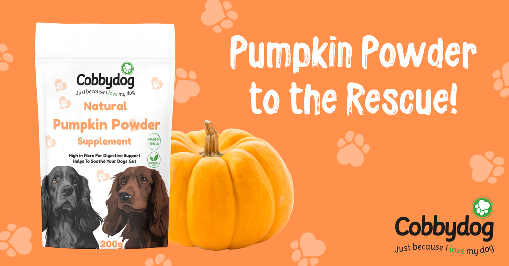 Pumpkin Powder to the Rescue! | Natural Digestive Support for Dogs ...