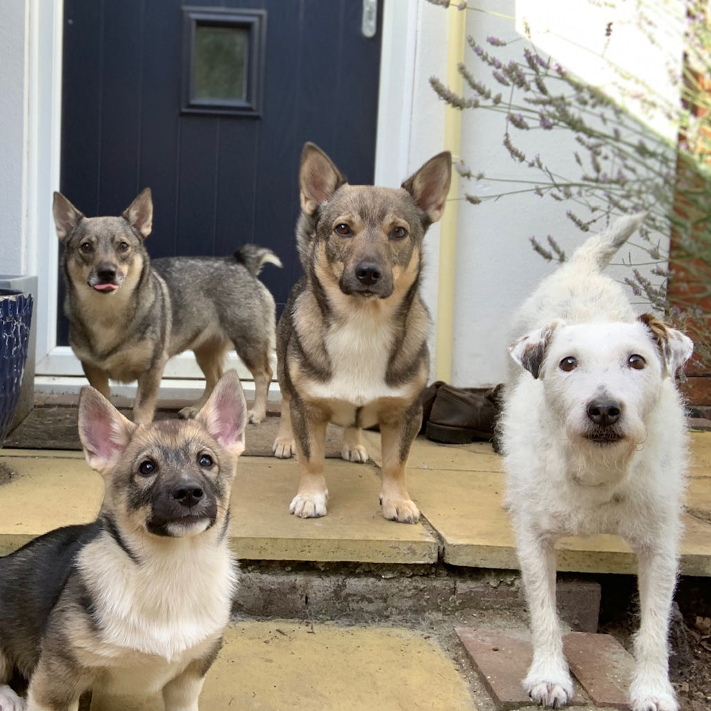 Buddy the Terrier, Blix, Beni and Buckaroo, – Cobbydog