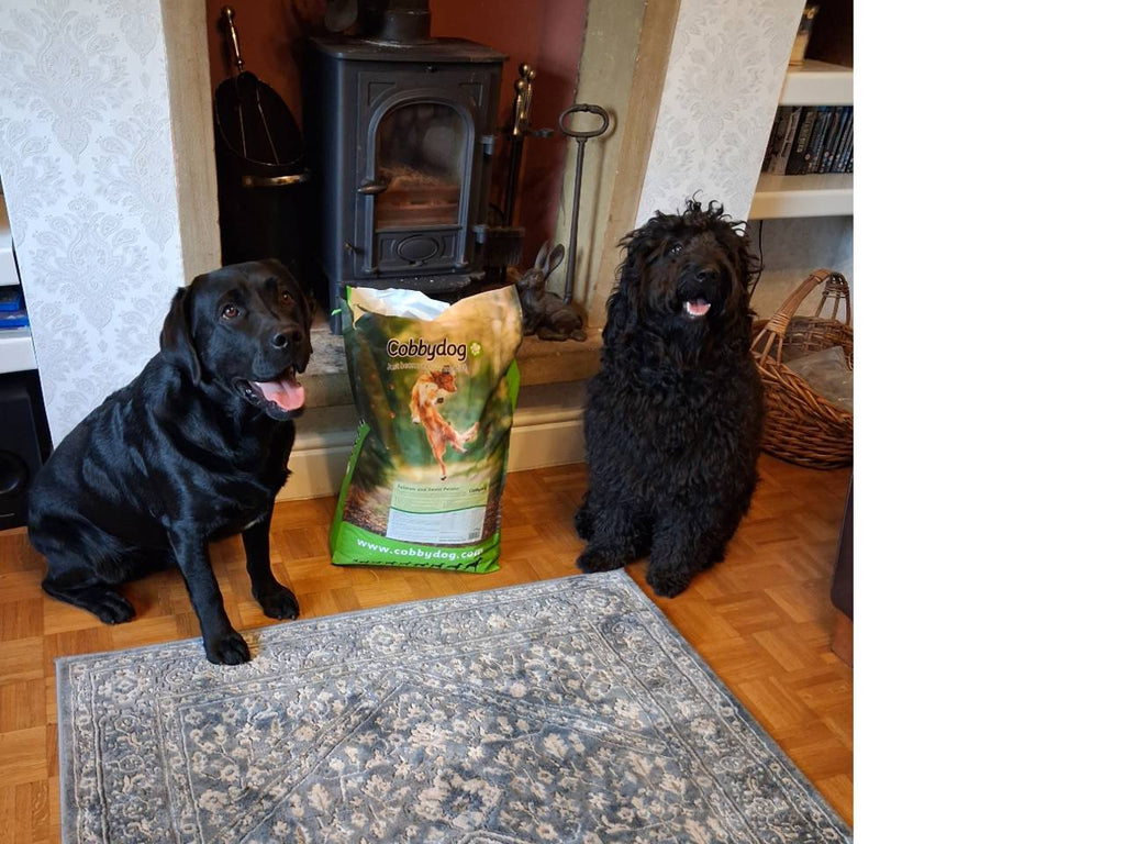 Winston and Monty – Cobbydog